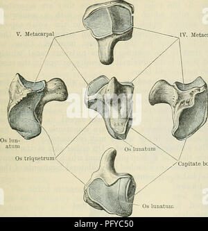 . Cunningham's Text-book of anatomy. Anatomy. THE METACAEPUS. 225 ...
