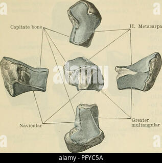 . Cunningham's Text-book of anatomy. Anatomy. 218 OSTEOLOGY. os ...
