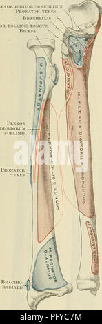 Cunningham's textbook provides a detailed overview of human anatomy ...