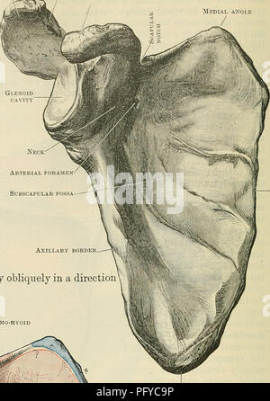 This anatomical textbook by Cunningham provides a detailed description ...