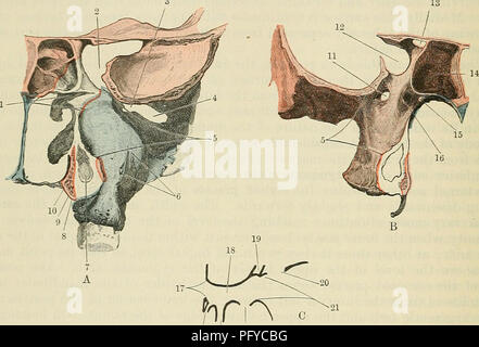 . Cunningham's Text-book of anatomy. Anatomy. Pterygo- palatine fossa ...
