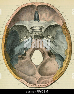 This anatomy textbook includes detailed frontal sections of the cranium ...