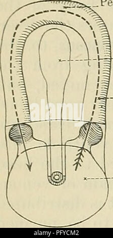 . Cunningham's Text-book of anatomy. Anatomy. Early posterior ...