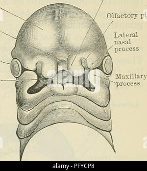 . Cunningham's Text-book of anatomy. Anatomy. THE STOMATODAEUM 49 ...