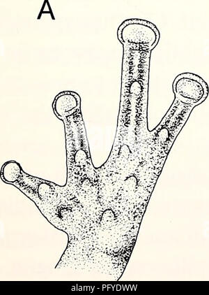 Anterior view of the thigh Stock Photo - Alamy