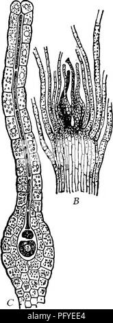 This botany textbook covers the structure and function of angiosperm ...