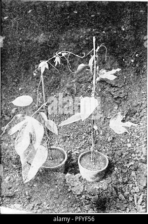 An introduction to botany, covering leaf forms and their positions ...