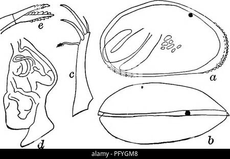 . Fresh-water biology. Freshwater biology. 56 (s7) Right-shell margin ...