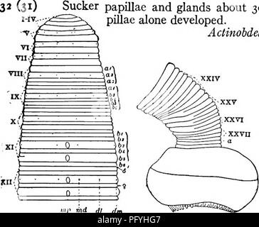 Hirudinea Annuli