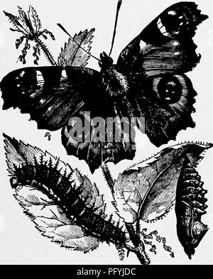 The illustration shows the lifecycle of a moth species, detailing its ...