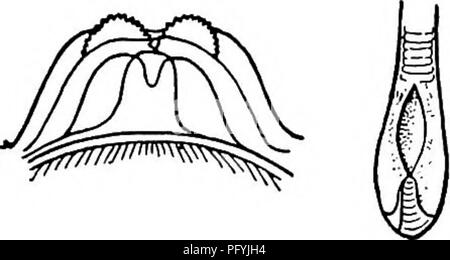 . Fresh-water biology. Freshwater biology. 56 (s7) Right-shell margin ...