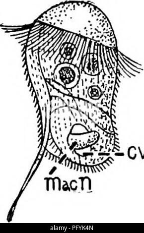 . Fresh-water biology. Freshwater biology. 62 (63) Furca normal, with ...