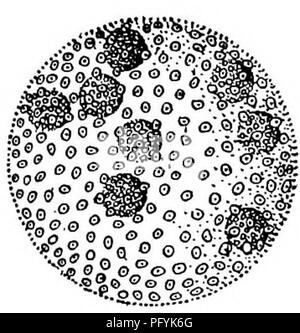 Large, single-celled algae cells of the genus Halaosphaera, (probably H ...