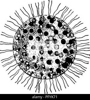 This text on freshwater biology describes the structure of ...