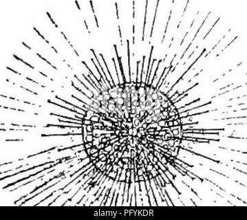 . Fresh-water biology. Freshwater biology. 8 (3, 11) Cell-division in ...