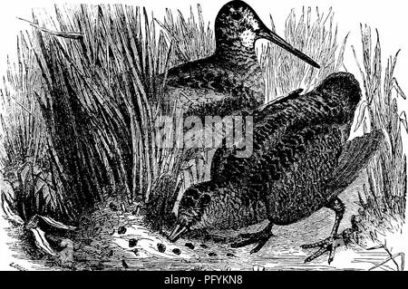 This field guide provides concise accounts of all known North American ...