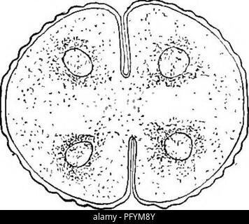 . Fresh-water biology. Freshwater biology. FRESH-WATER BIOLOGY Colonies ...