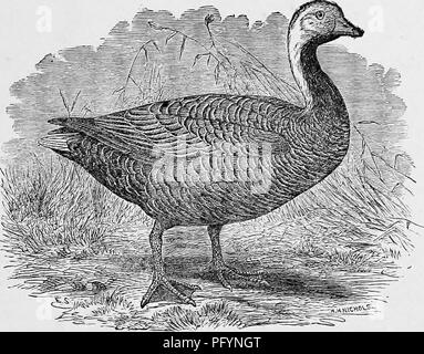 white black speckled goose Stock Photo - Alamy