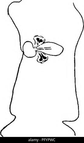 This entry describes the biology of parasitic flatworms, specifically ...