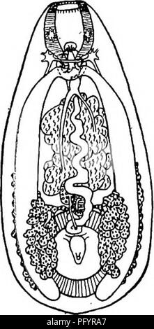 . Fresh-water biology. Freshwater biology. 56 (s7) Right-shell margin ...