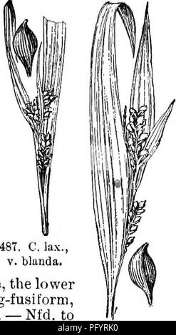 Gray’s Manual of Botany provides comprehensive information on the ...