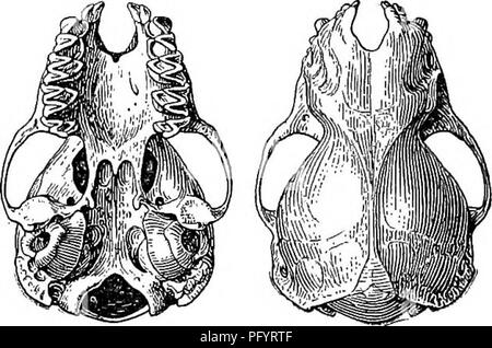 . The families and genera of bats . Bats; Bats. Upper incisors simple ...