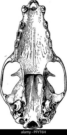 . The families and genera of bats . Bats; Bats. Upper incisors simple ...