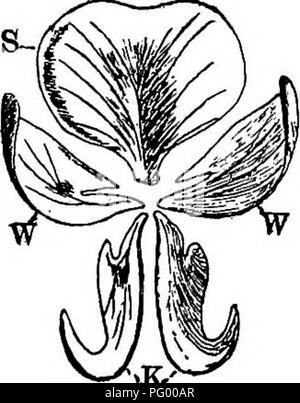 . Lessons in botany. Botany. 270 PLANT FAMILIES: DICOTYLEDON'S.. Fig ...