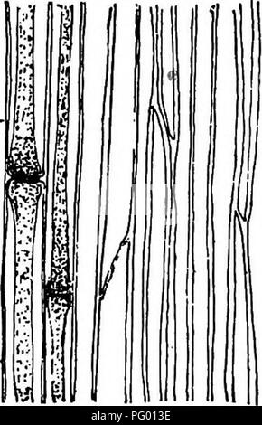 Sunflower stem. Cross section Stock Photo - Alamy