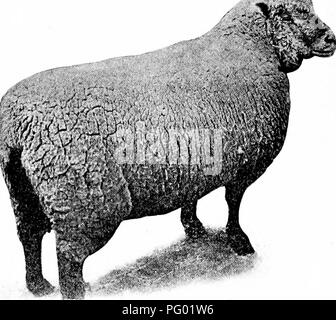 Prize Animals from the Cattle Show, at Paris, 1856. 'Saxon Merino Sheep ...
