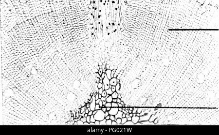 This scientific illustration depicts the phloem structure of Cucurbita ...