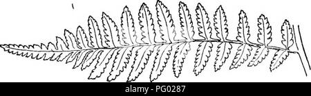 This guide to native ferns illustrates various species, including the ...