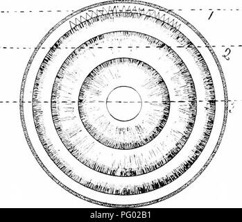 Leaf cross-section under the microscope 100x Stock Photo - Alamy