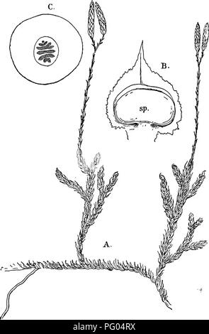 Lycopodium clavatum L Lycopodium clavatum L Stock Photo - Alamy