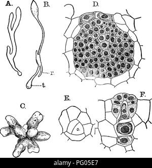 This image from *The Structure and Development of Mosses and Ferns ...