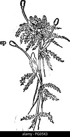 This work explores the structure and development of mosses and ferns ...