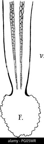 This image from *The Structure and Development of Mosses and Ferns ...