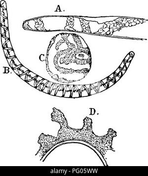 This image from *The Structure and Development of Mosses and Ferns ...
