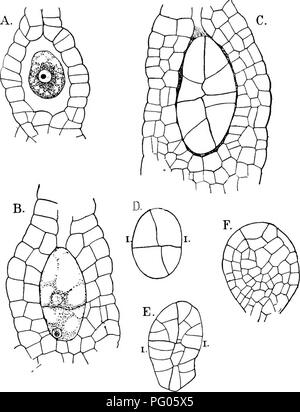 This image from *The Structure and Development of Mosses and Ferns ...