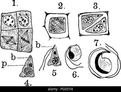 This work examines the process of spermatogenesis in decapod ...