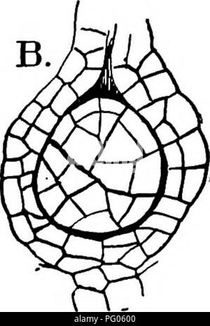 This image from *The Structure and Development of Mosses and Ferns ...