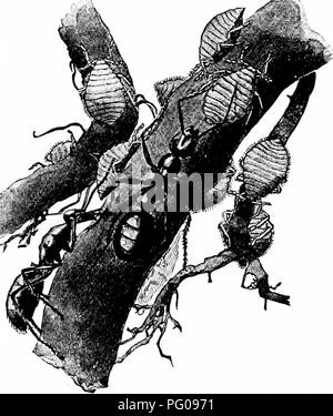 This story explores the behavior of ants in their natural environment ...