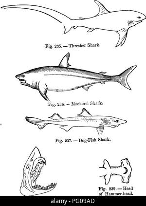 This work provides brief descriptions of various animals featured in ...