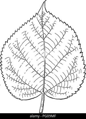 Vitis vulpina L Vitis vulpina L Stock Photo - Alamy