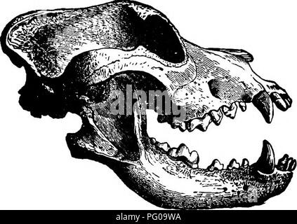 Three pointed animal teeth Stock Photo - Alamy
