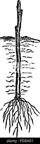 This guide outlines methods for propagating plants, focusing on ...