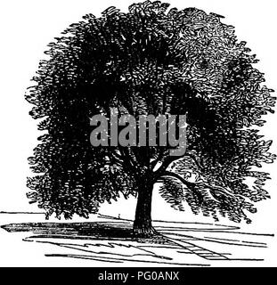 a grouping of trees in the shade Stock Photo - Alamy