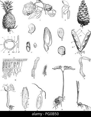 . Plants; a text-book of botany. Botany. Fig. 183. The two figures to ...