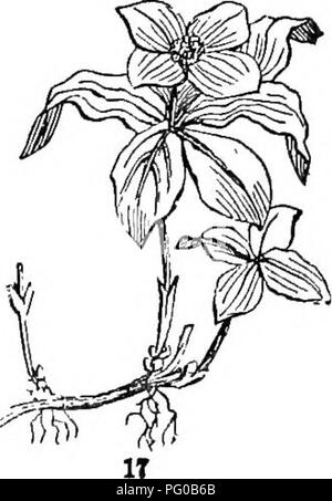 This botanical textbook is designed for students and academies ...