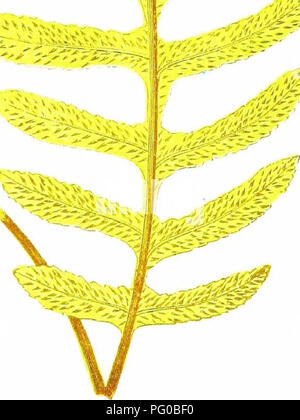 Ferns: British and exotic.. . Fern. 8 POLYPODIUM DECURRENS. Found ...